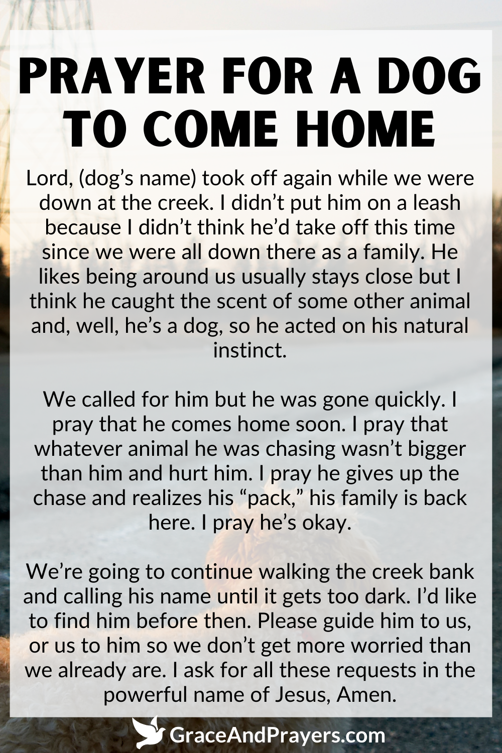 5 Prayers For a Lost Dog - Grace and Prayers