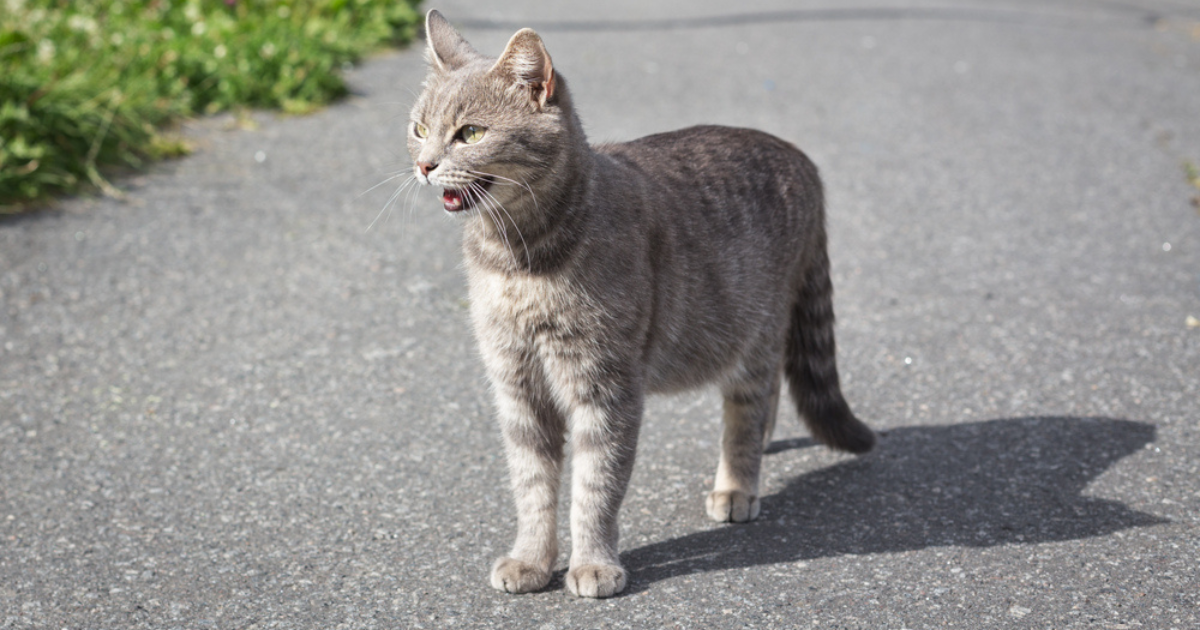 4 Caring Prayers For Loss Of A Cat - Grace and Prayers