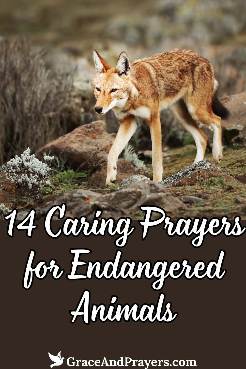 14 Caring Prayers for Endangered Animals - Grace and Prayers