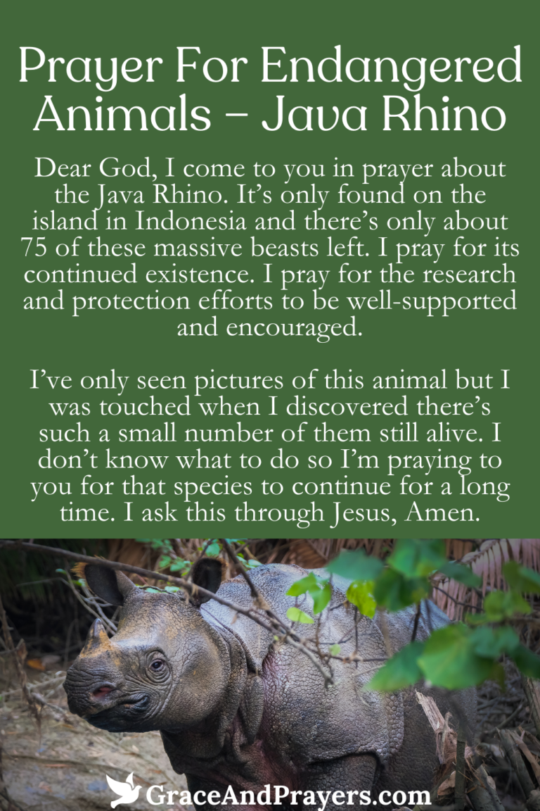 14 Caring Prayers for Endangered Animals - Grace and Prayers