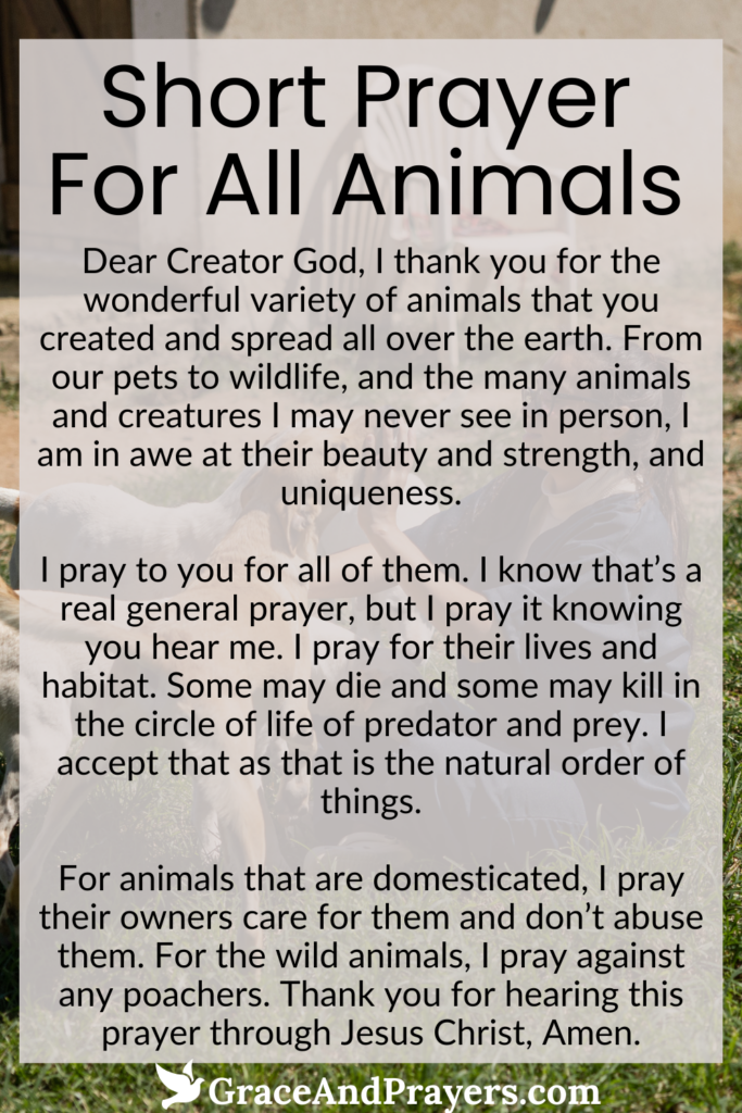 15 Caring Prayers For Animals And Pets - Grace and Prayers