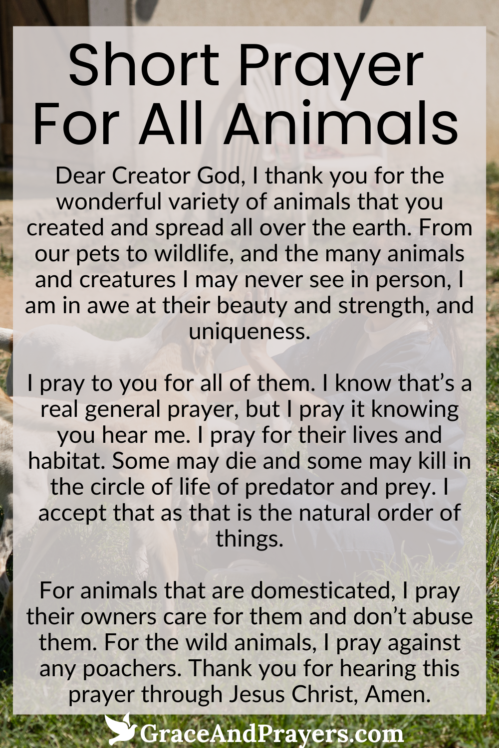 15 Caring Prayers For Animals And Pets - Grace and Prayers