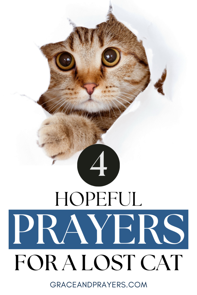 4 Hopeful Prayers For A Lost Cat - Grace and Prayers
