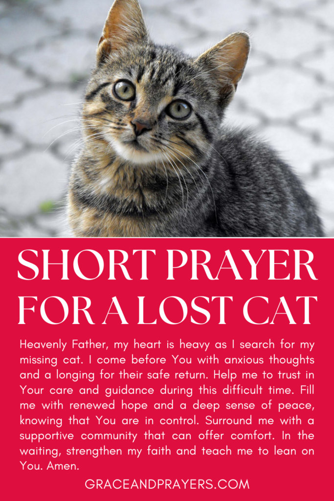4 Hopeful Prayers For A Lost Cat - Grace and Prayers