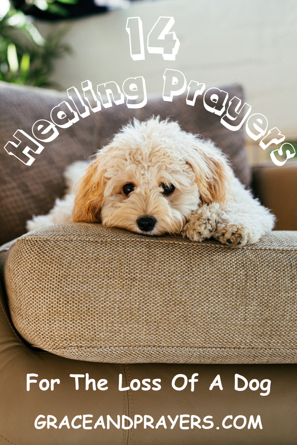 14 Healing Prayers For The Loss Of A Dog - Grace and Prayers